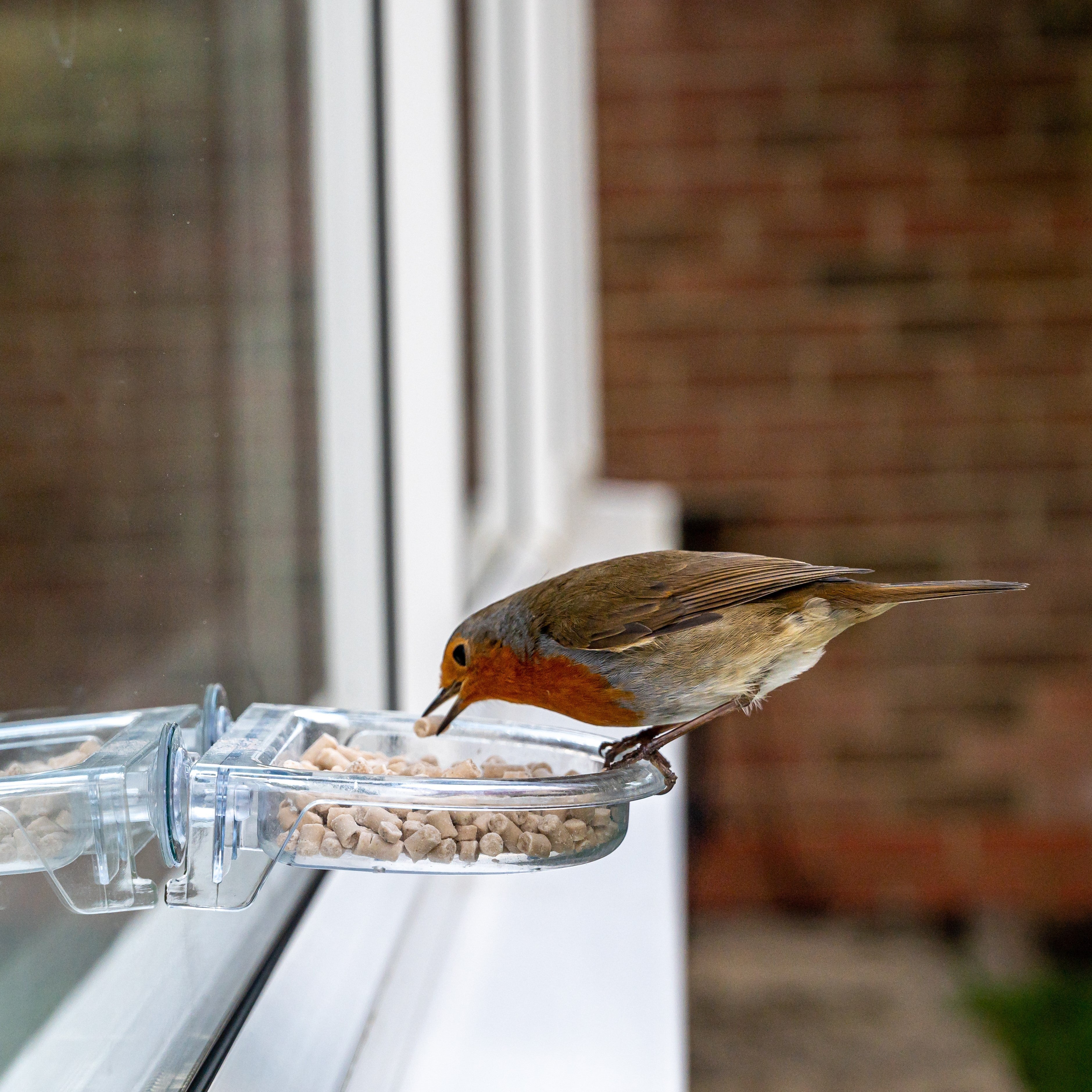 Suet To Go Suet Pellets | Premium UK Wild Bird Feed